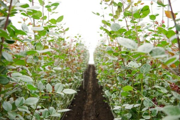 Programs: Learn about DVFlora's exclusive web programs