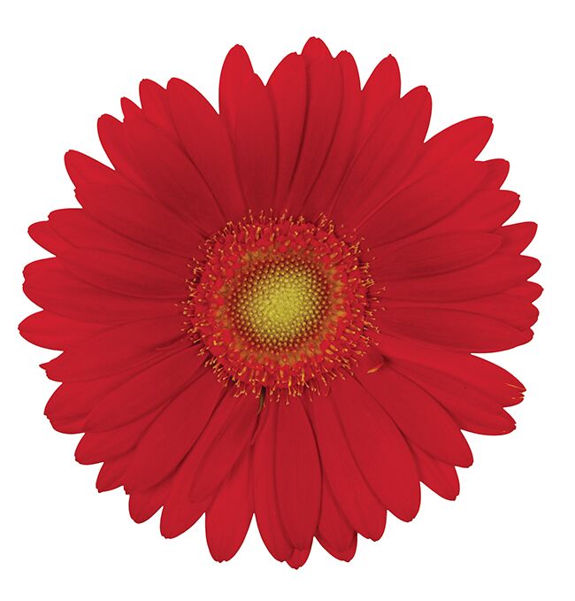 Gerbera Mini Red Choiz (Light Center) - DVFlora Wholesale Flowers